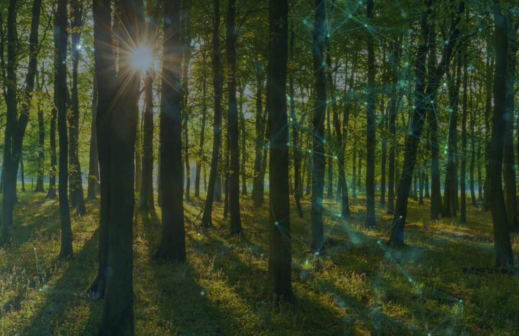 Forest Business Analytics Promoting forest business networking - Forest ...